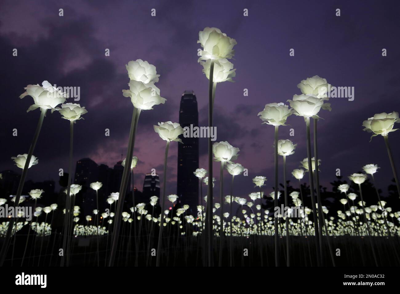 LED light roses are lit up at the “Light Rose Garden”, against the ...