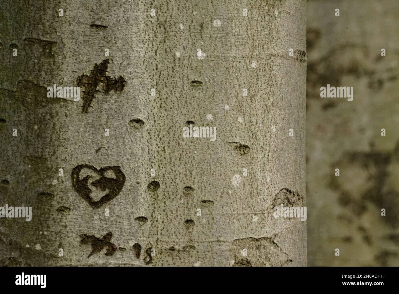 Heart symbol tree circle hi-res stock photography and images - Alamy