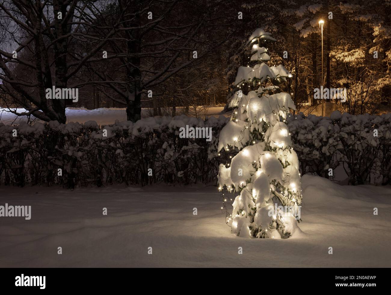 Christmas tree in the dark night. Snowy tree, and surrounding. Tree ...