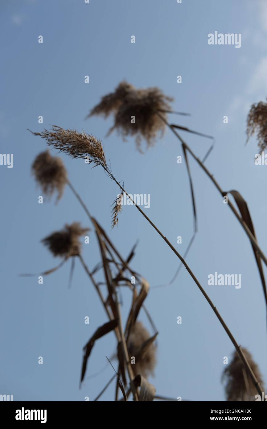 dry reed grass swaying in the wind Stock Photo - Alamy