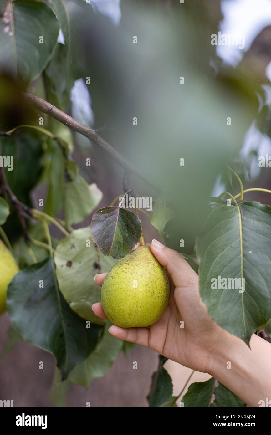 Under the pear tree picking hand features Stock Photo - Alamy
