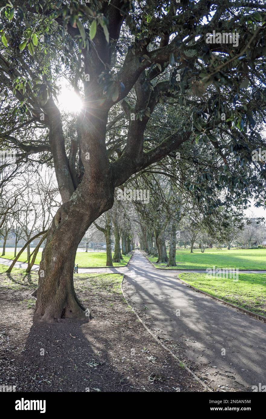 An avenue of trees backlit with sunburst early February in Devonport ...