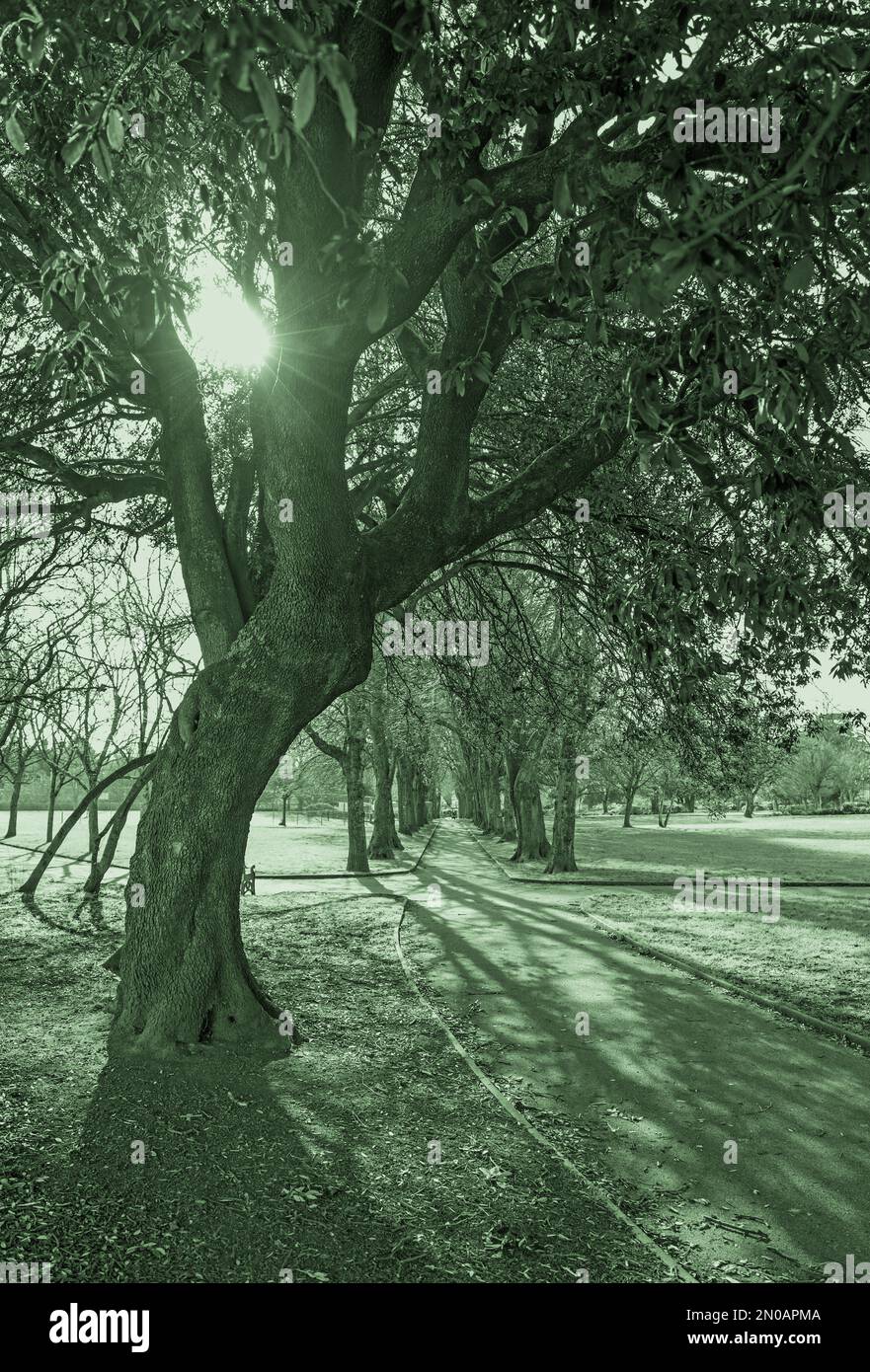 Green duotone image of An avenue of trees backlit with sunburst early ...