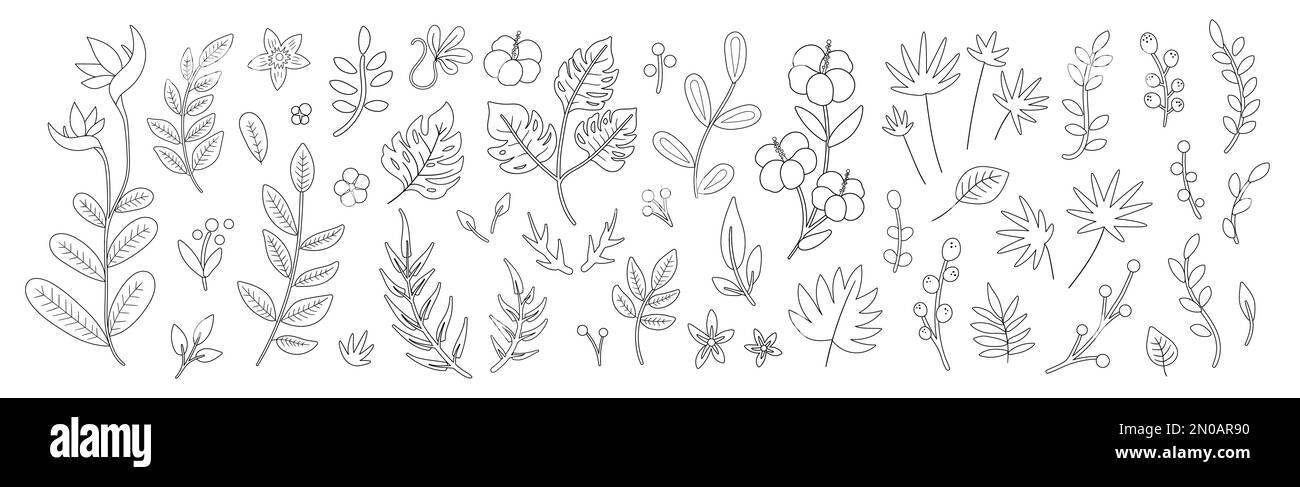 Vector tropical flowers leaves and twigs outlines. Jungle foliage and ...