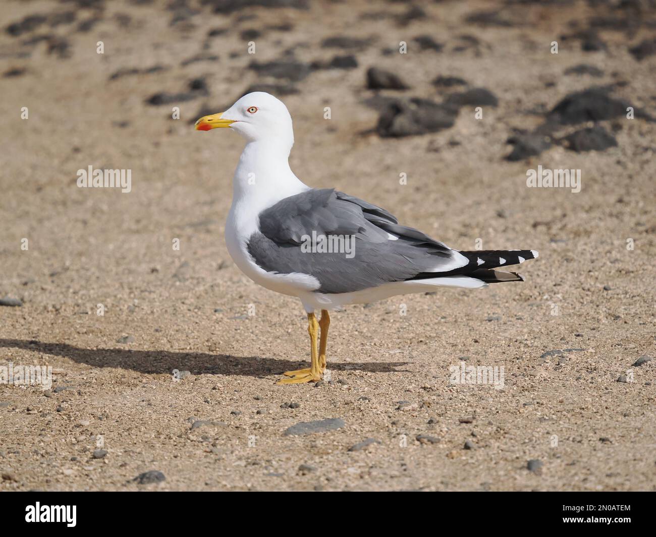 Yellow legged gulls are the resident gull on Lanzarote, although there ...