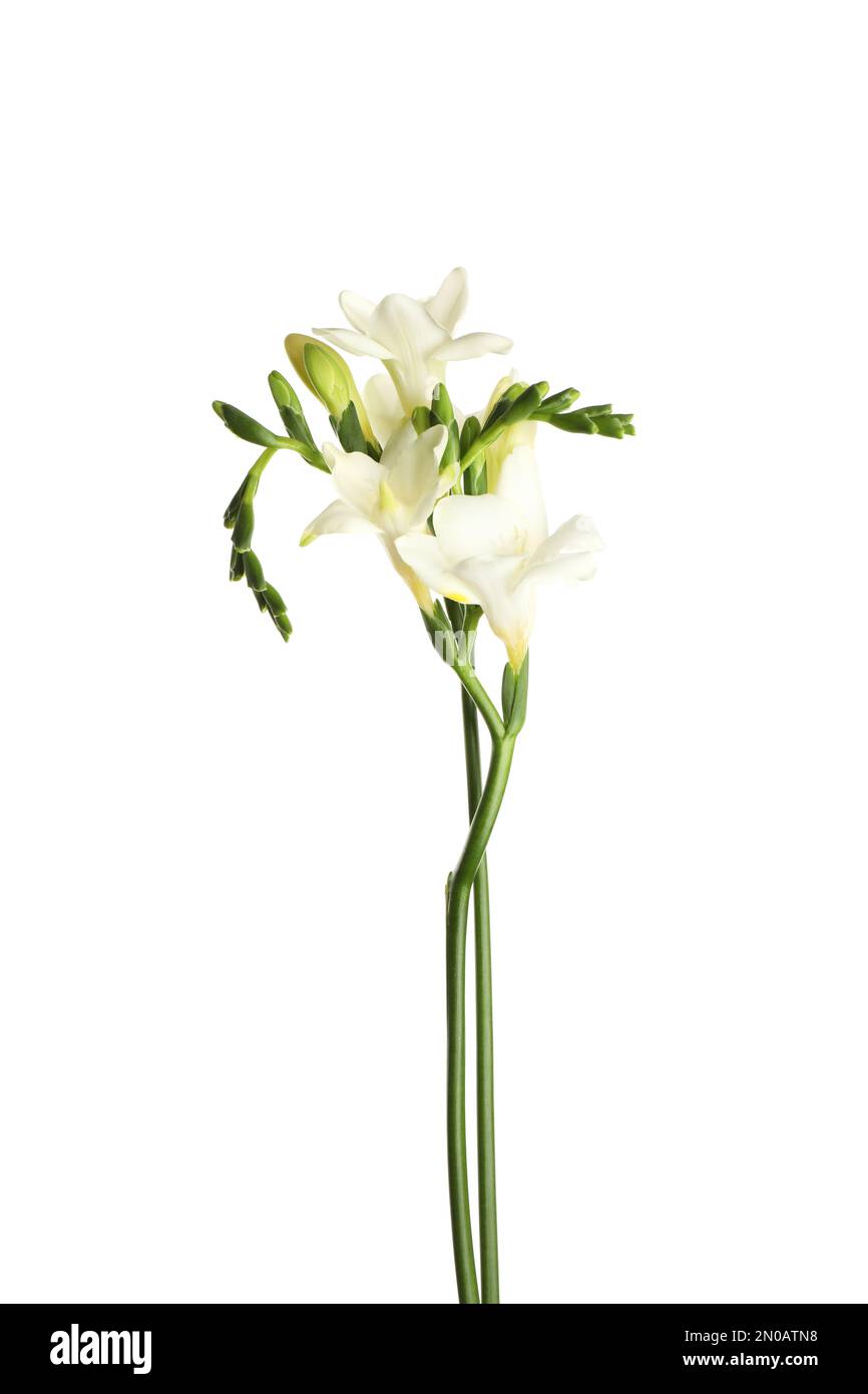 Beautiful blooming freesia flowers isolated on white Stock Photo - Alamy