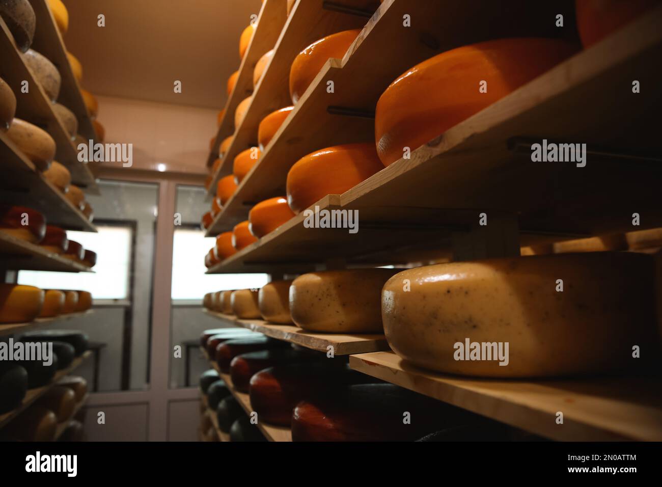 Fresh cheese heads on rack in factory warehouse Stock Photo - Alamy