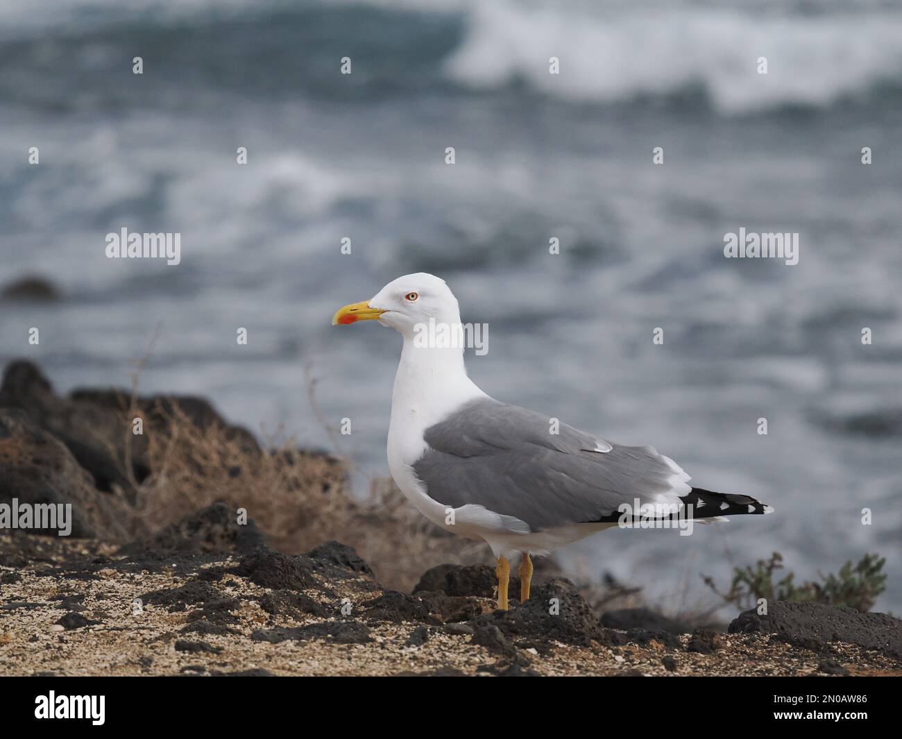 Yellow legged gulls are the resident gull on Lanzarote, although there ...