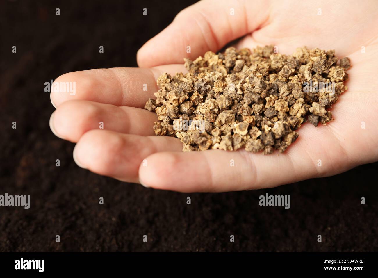 Planting beetroot seeds hi-res stock photography and images - Alamy