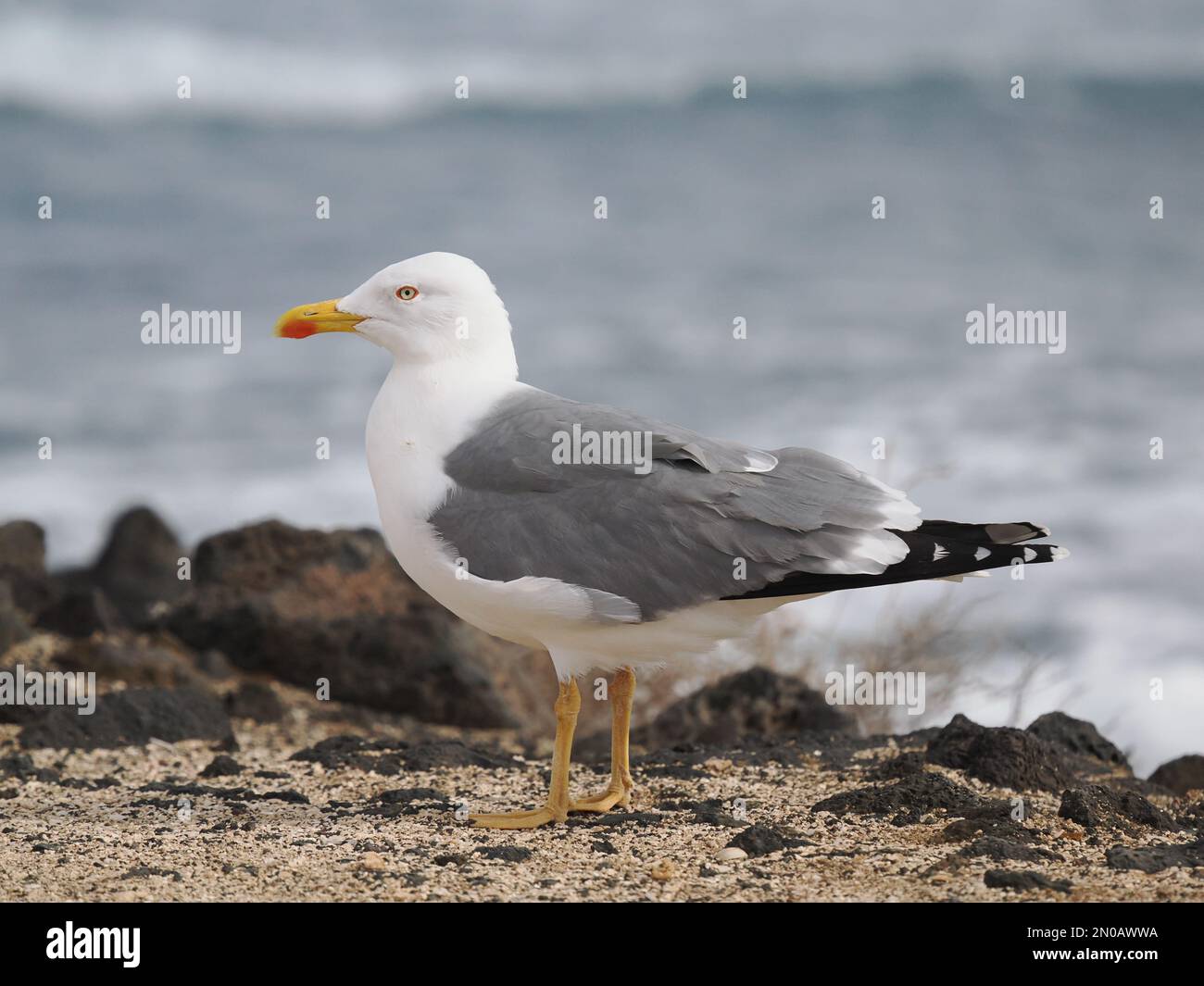 Yellow legged gulls are the resident gull on Lanzarote, although there ...