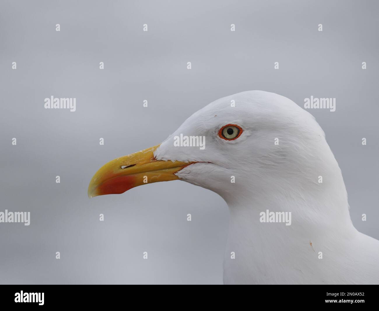 Yellow legged gulls are the resident gull on Lanzarote, although there ...
