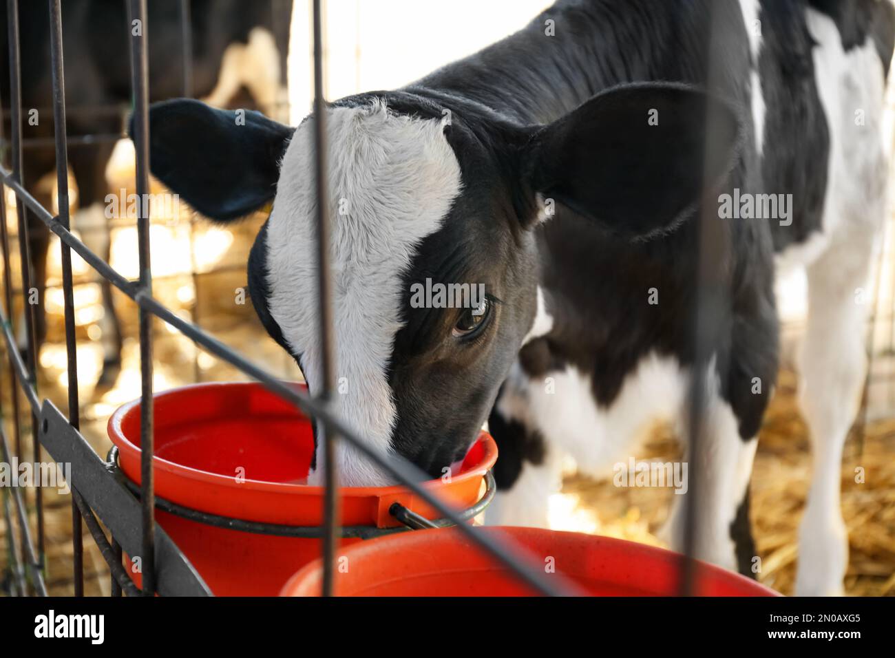 Pretty little calf eating from bucket on farm, closeup. Animal ...