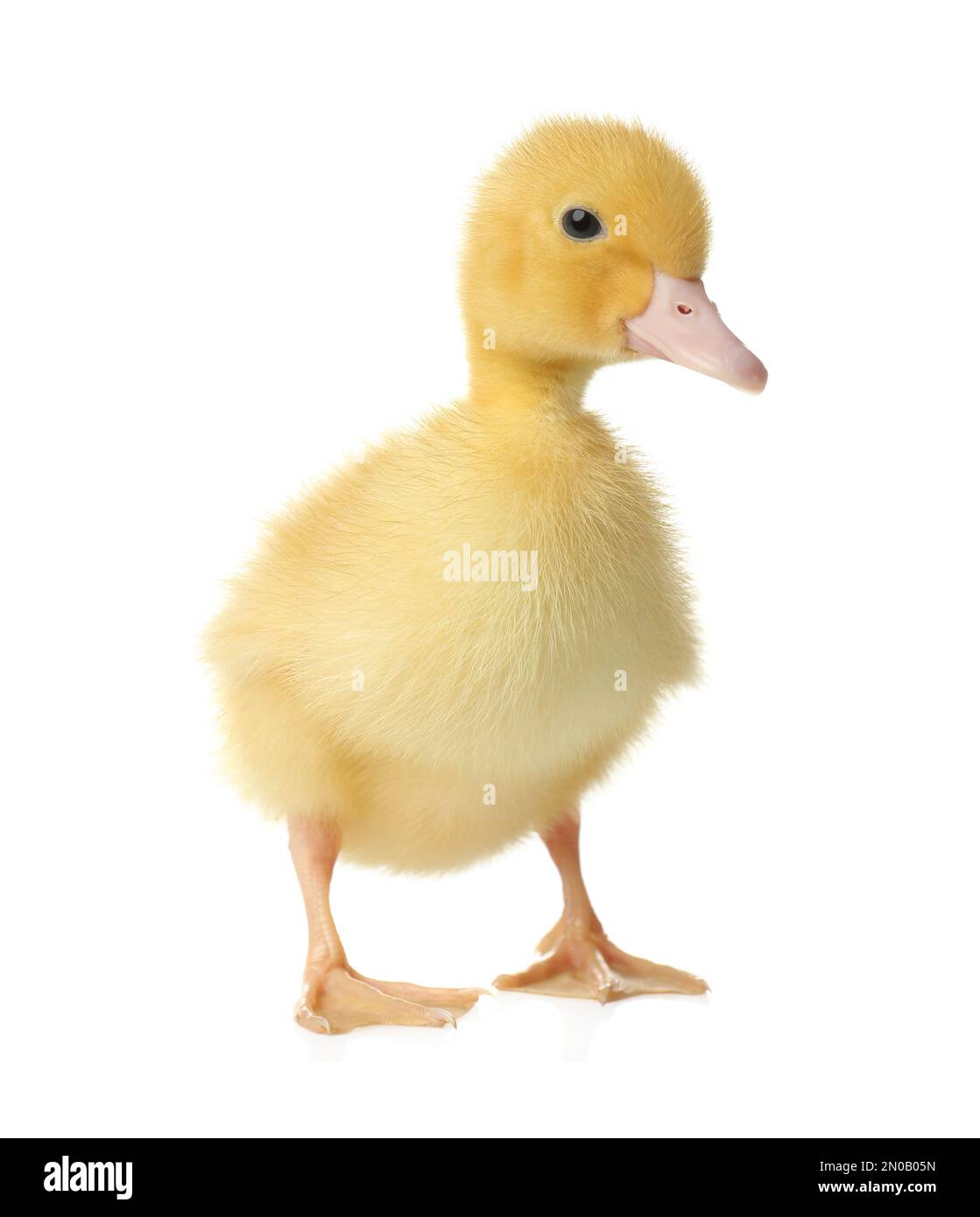 Cute fluffy gosling on white background. Farm animal Stock Photo - Alamy