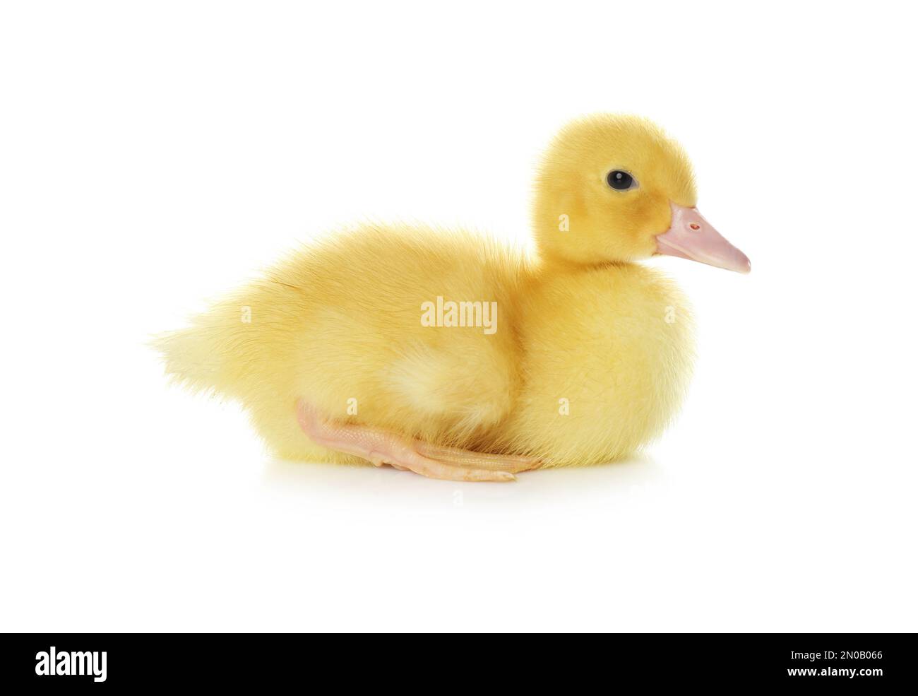 Cute fluffy gosling on white background. Farm animal Stock Photo - Alamy