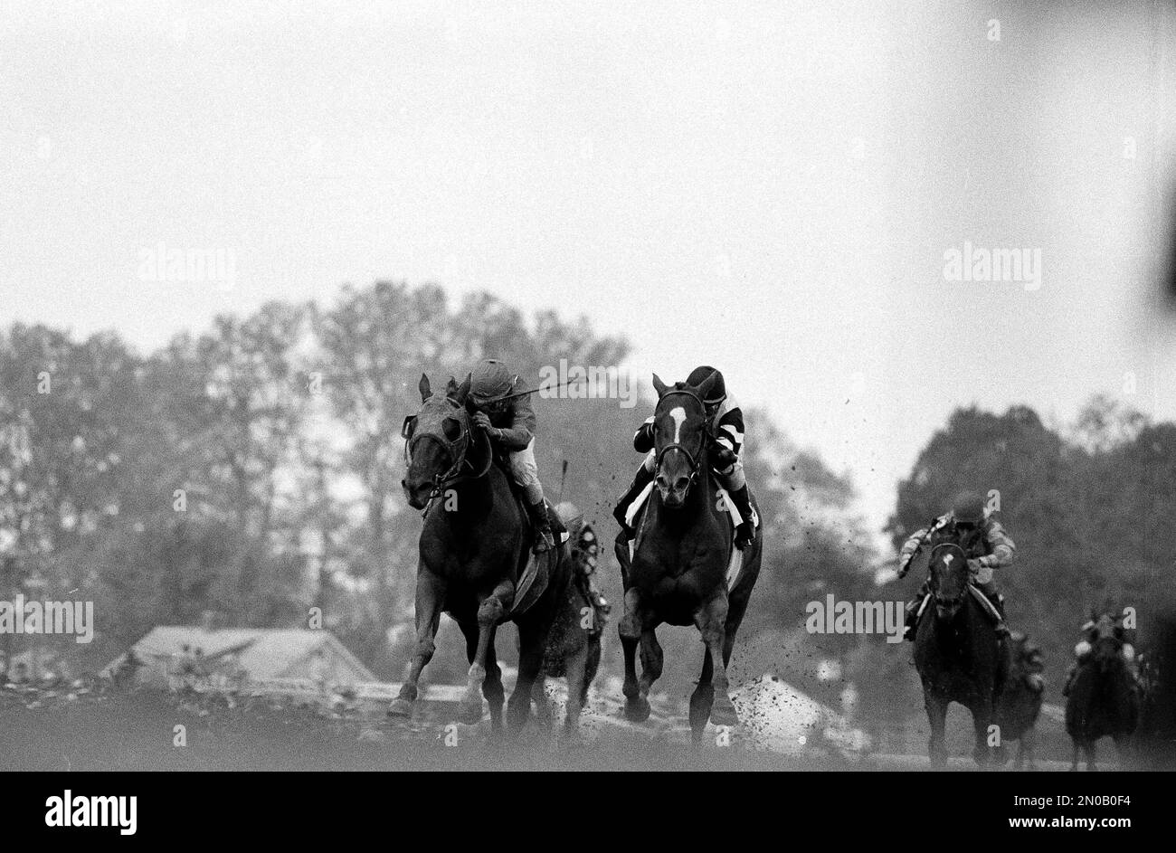 Affirmed, with Steve Cauthen in the irons, right, wins the 103rd ...