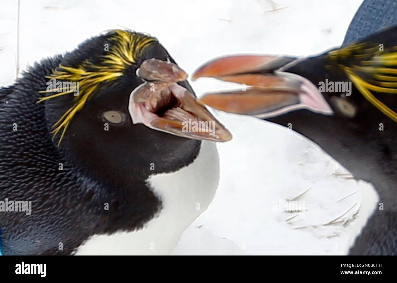 Two Macaroni penguins squawk at each other as keepers at the Pittsburgh ...