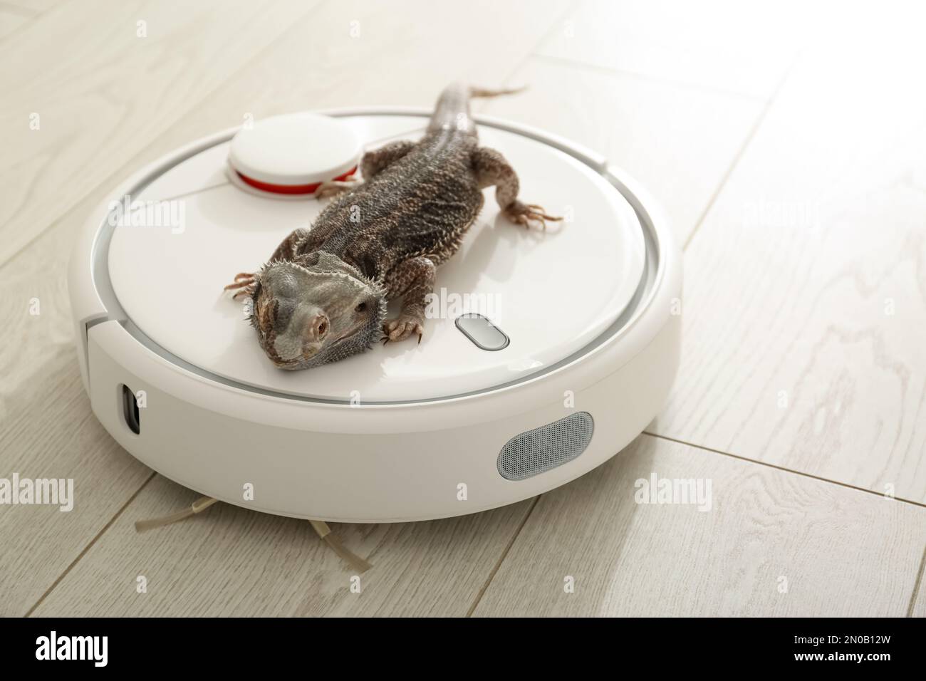 Robotic vacuum cleaner and bearded dragon lizard indoors Stock Photo ...