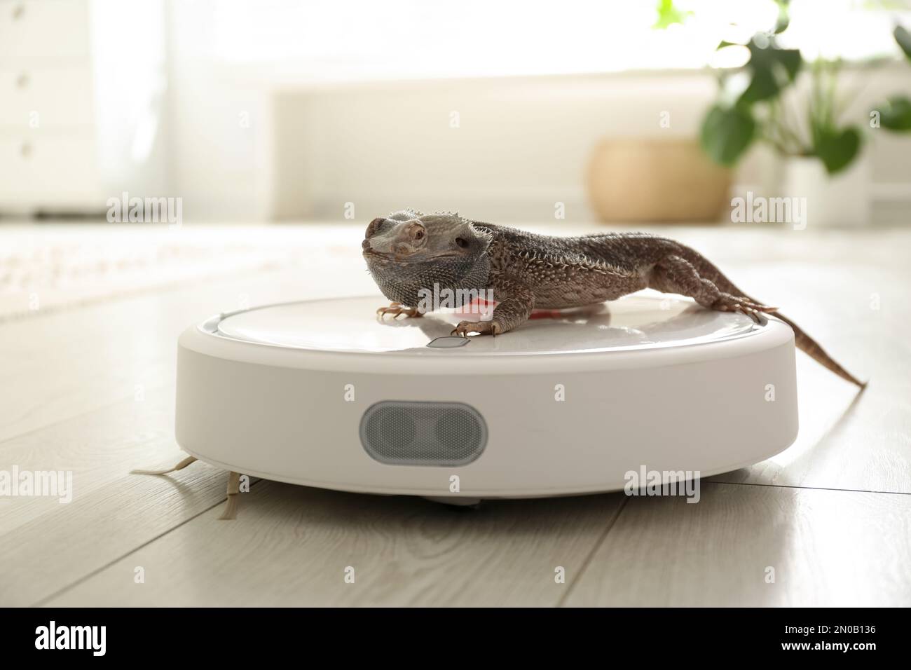 Robotic vacuum cleaner and bearded dragon lizard indoors Stock Photo ...