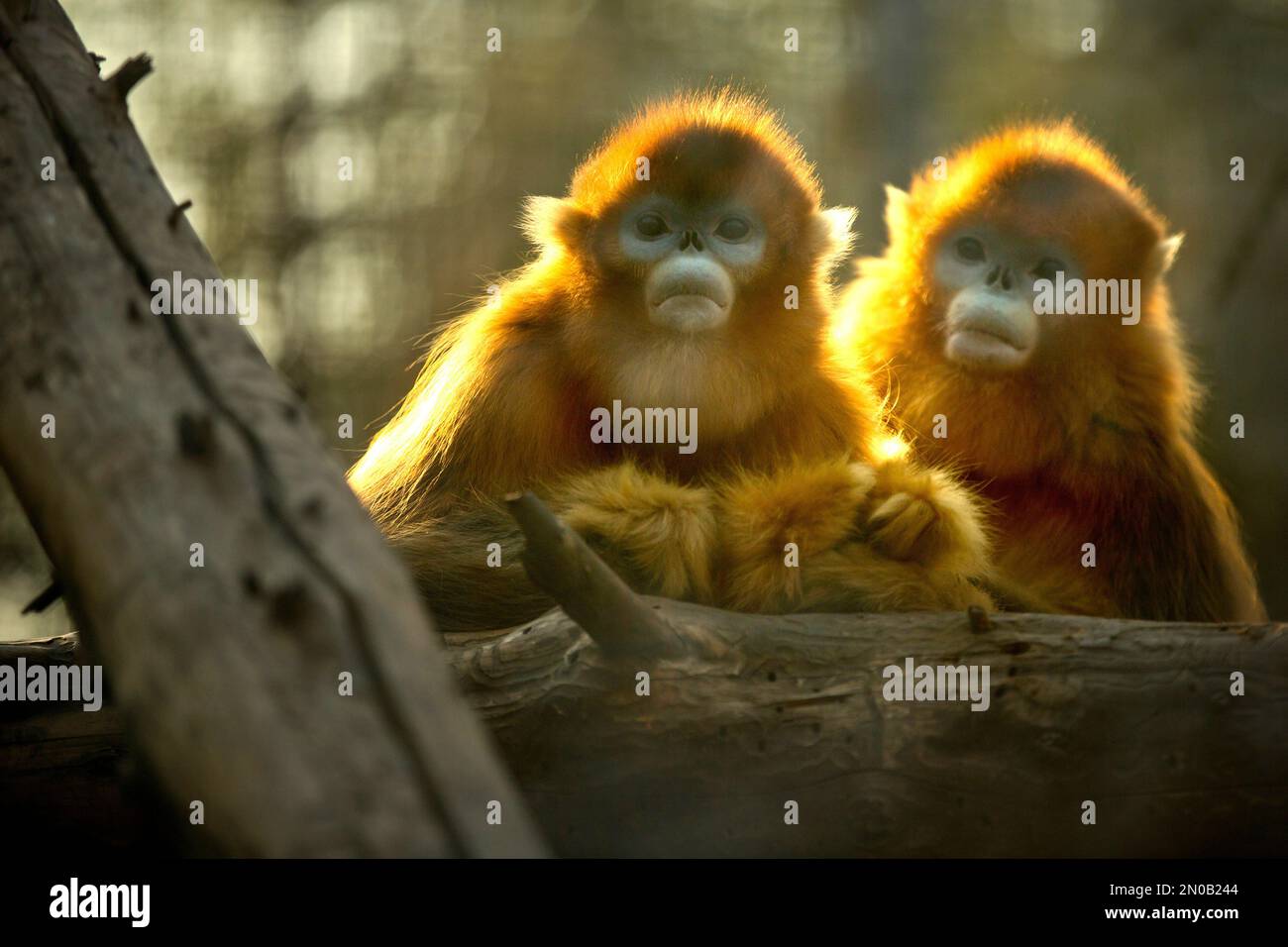 A pair of snub-nosed monkeys look out of their enclosure at the Beijing ...
