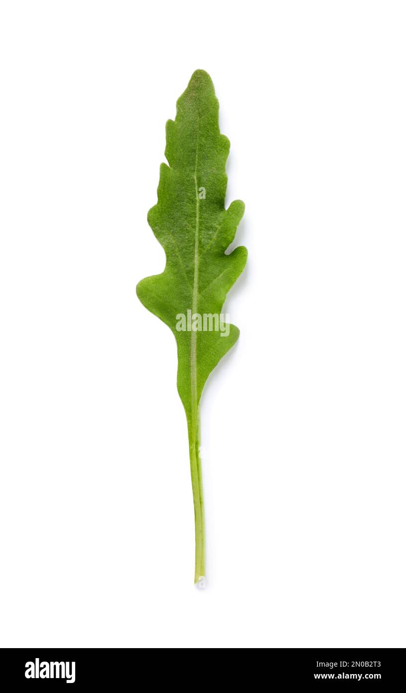 Leaf of fresh arugula isolated on white, top view Stock Photo - Alamy
