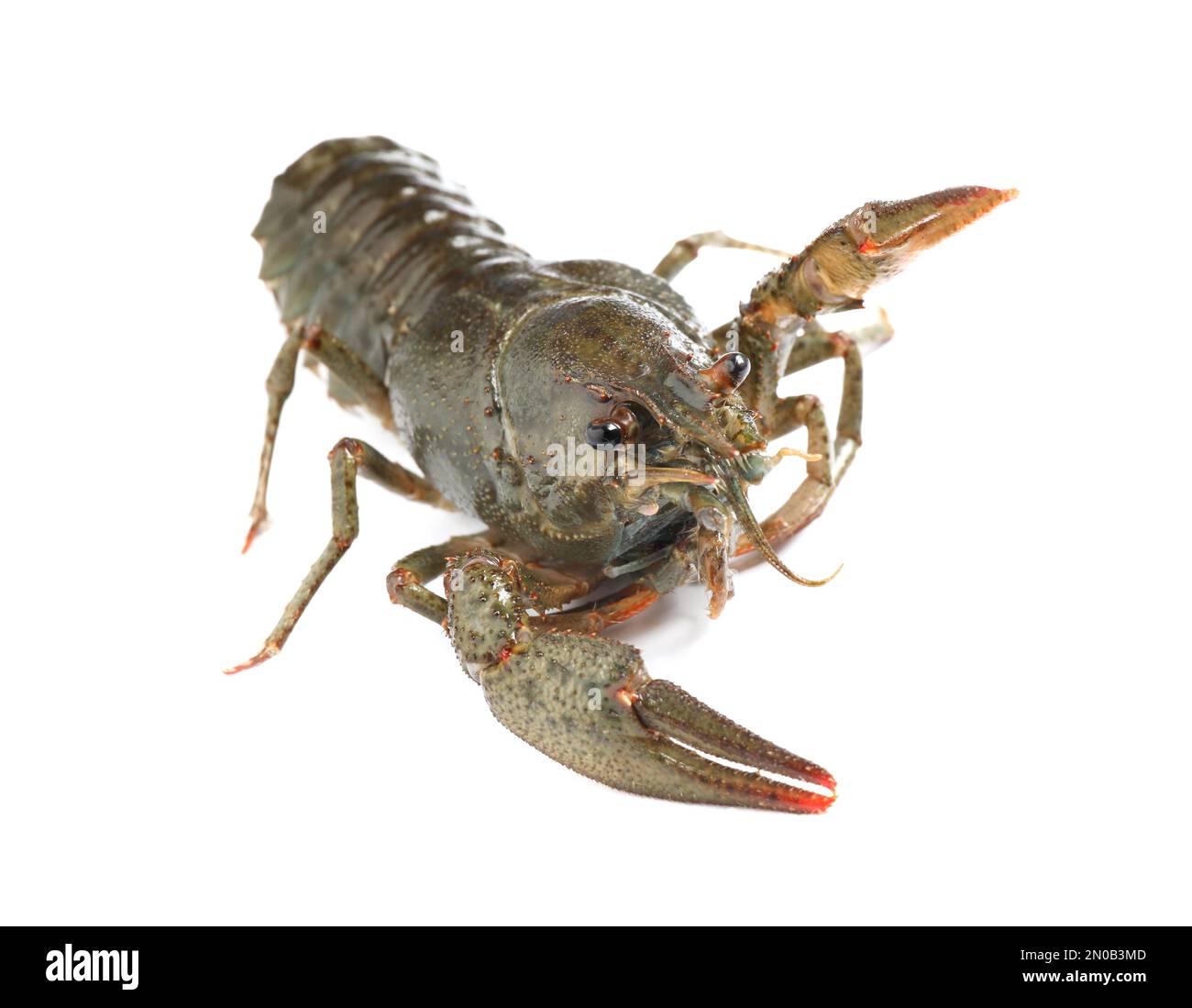 Alive crayfish on white hi-res stock photography and images - Alamy