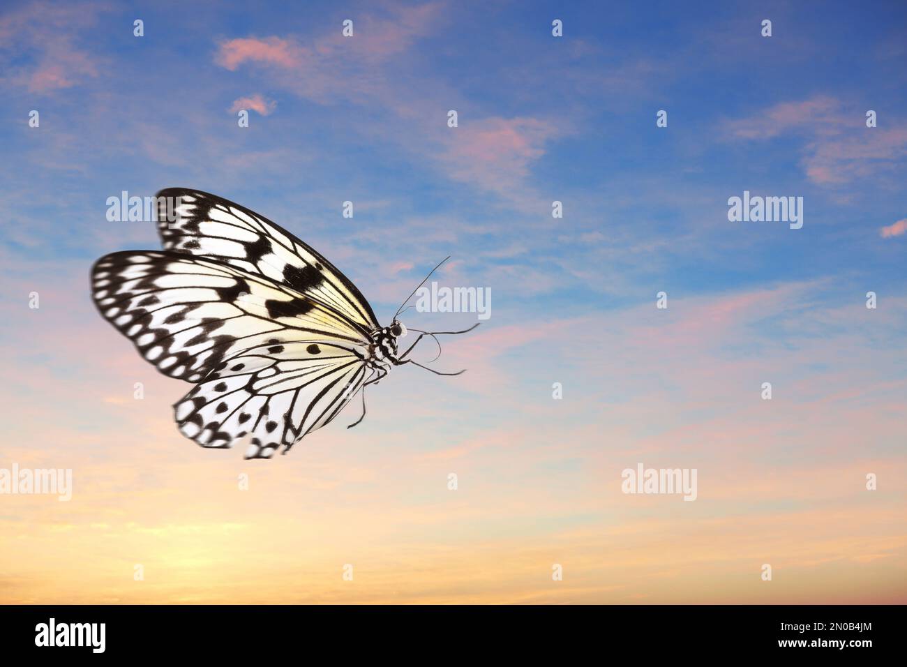 Beautiful butterfly flying hi-res stock photography and images - Alamy