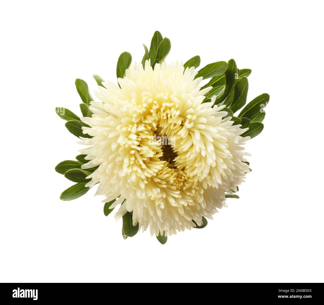 Beautiful aster isolated on white, top view. Autumn flower Stock Photo ...