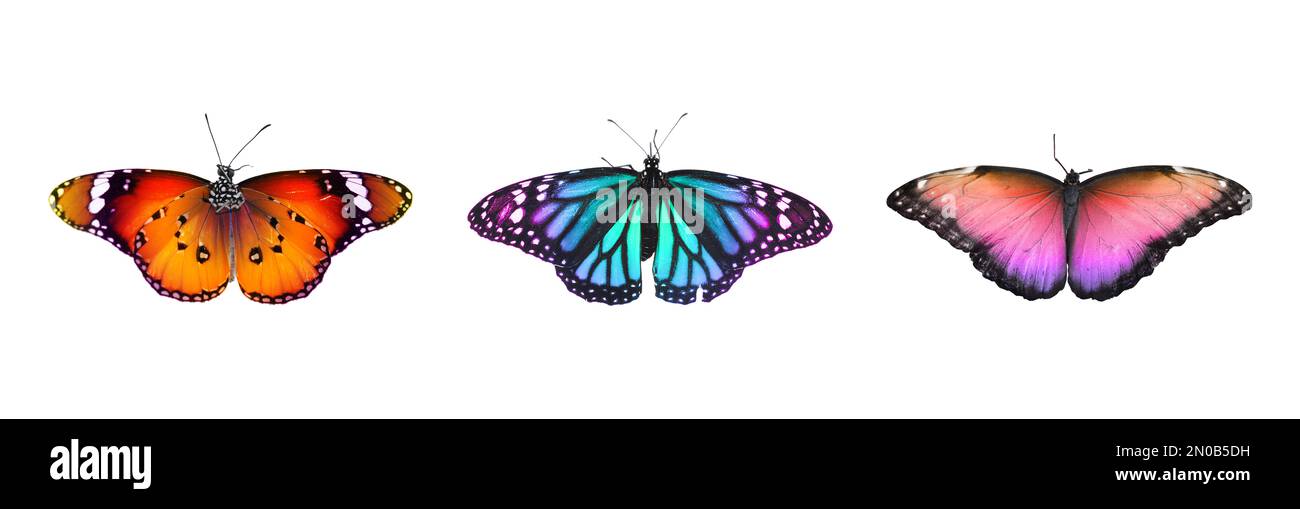 Collection of amazing bright butterflies isolated on white. Banner ...