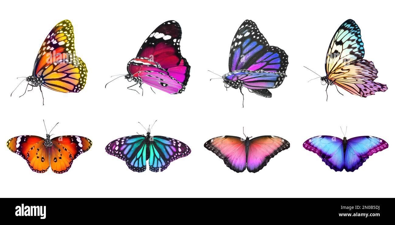 Collection of amazing bright butterflies isolated on white. Banner ...