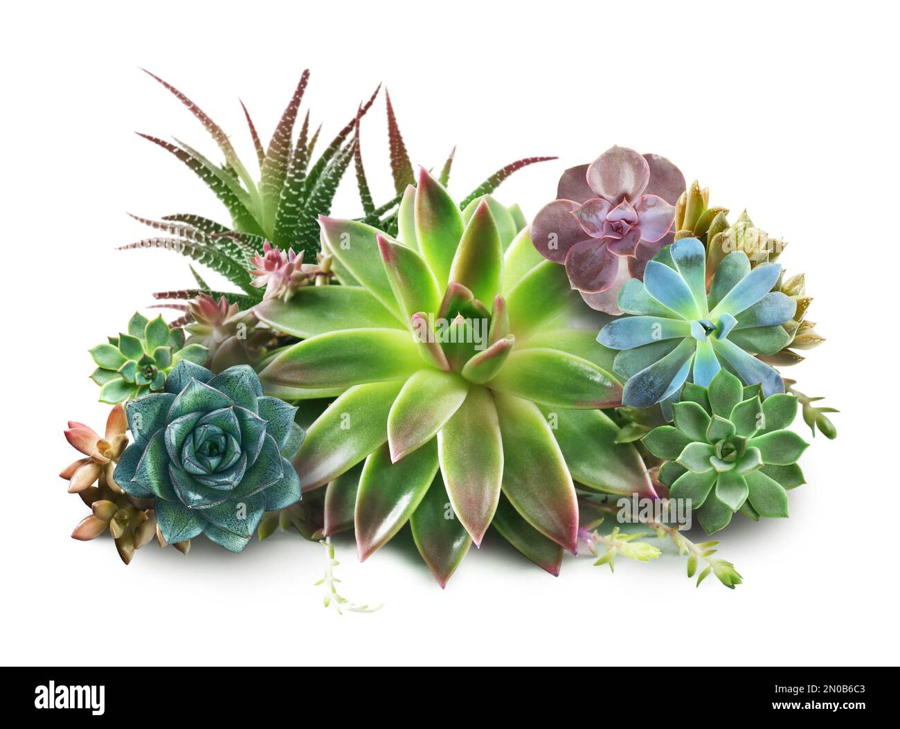 Collection of different beautiful succulents on white background Stock ...