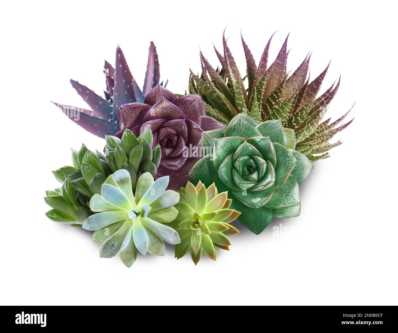 Collection of different beautiful succulents on white background Stock ...