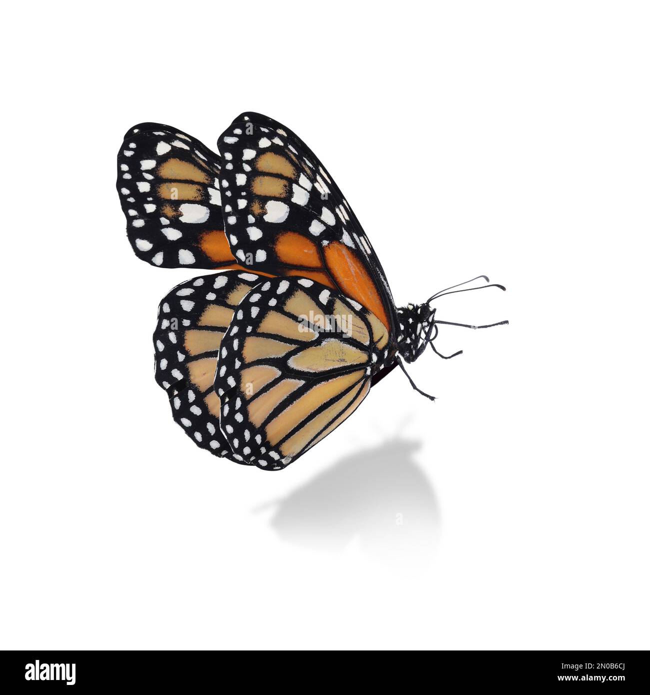 Beautiful bright monarch butterfly on white background Stock Photo - Alamy