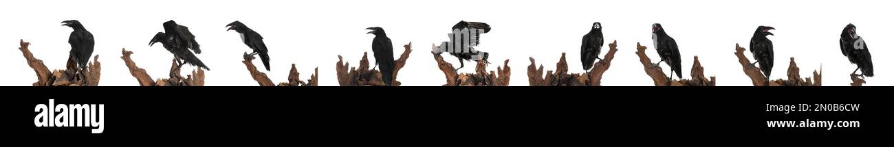 Collage with black ravens on white background. Banner design Stock ...
