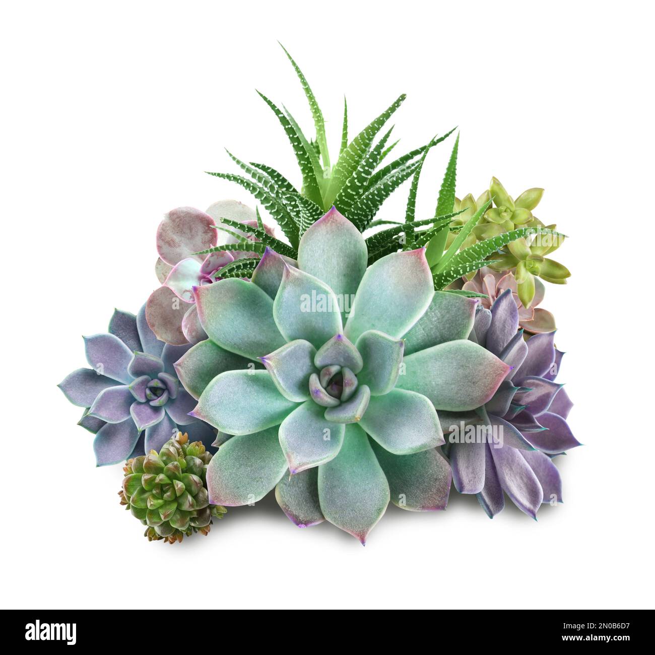 Collection of different beautiful succulents on white background Stock ...