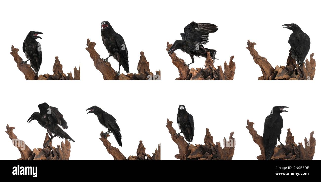 Collage with black ravens on white background Stock Photo - Alamy