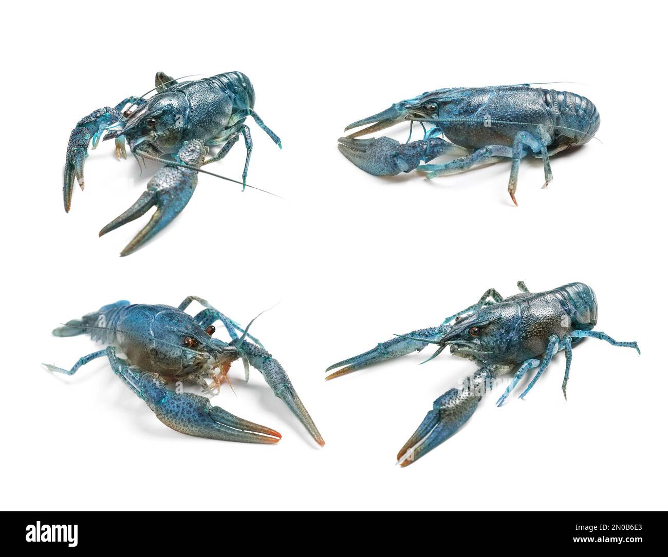 Set of blue crayfishes isolated on white Stock Photo - Alamy