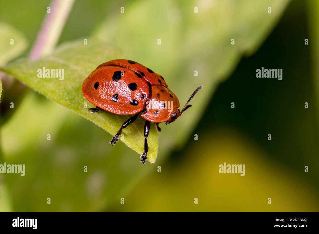Insects identification hi-res stock photography and images - Alamy