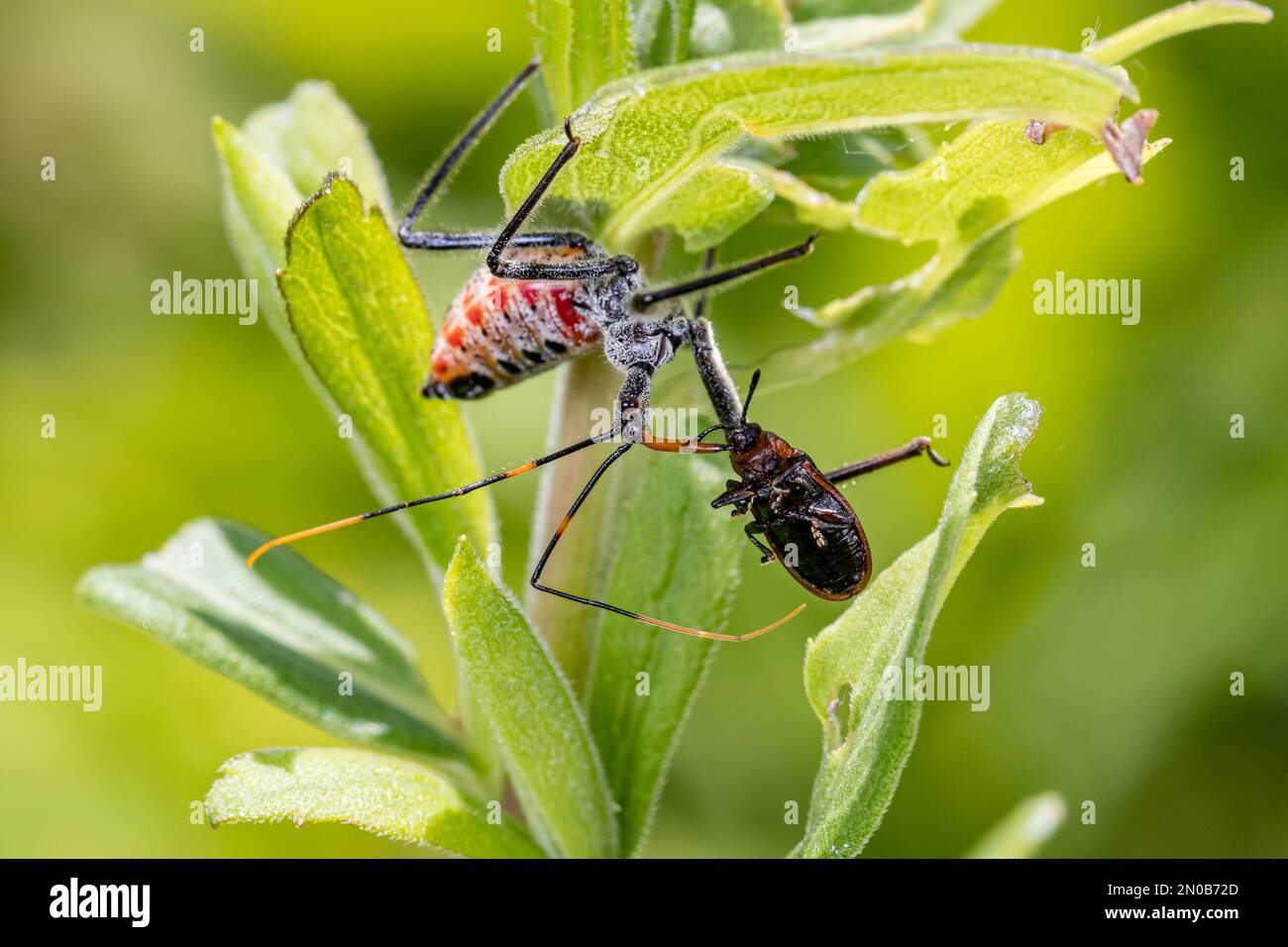 Wheel Bug Nymph Eating Tiny Insect Concept Of Insect And Wildlife Conservation Beneficial