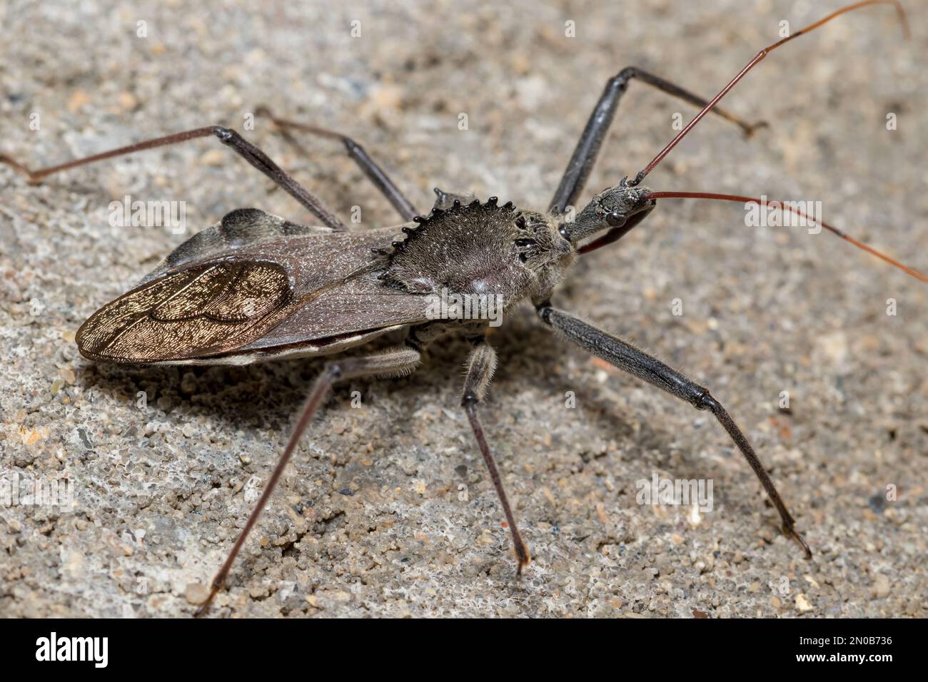 Closeup of adult Wheel Bug. Concept of insect and wildlife conservation ...