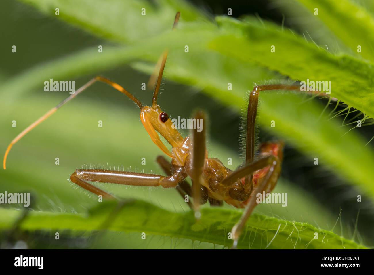 Closeup of Wheel Bug nymph instar on plant. Concept of insect and ...
