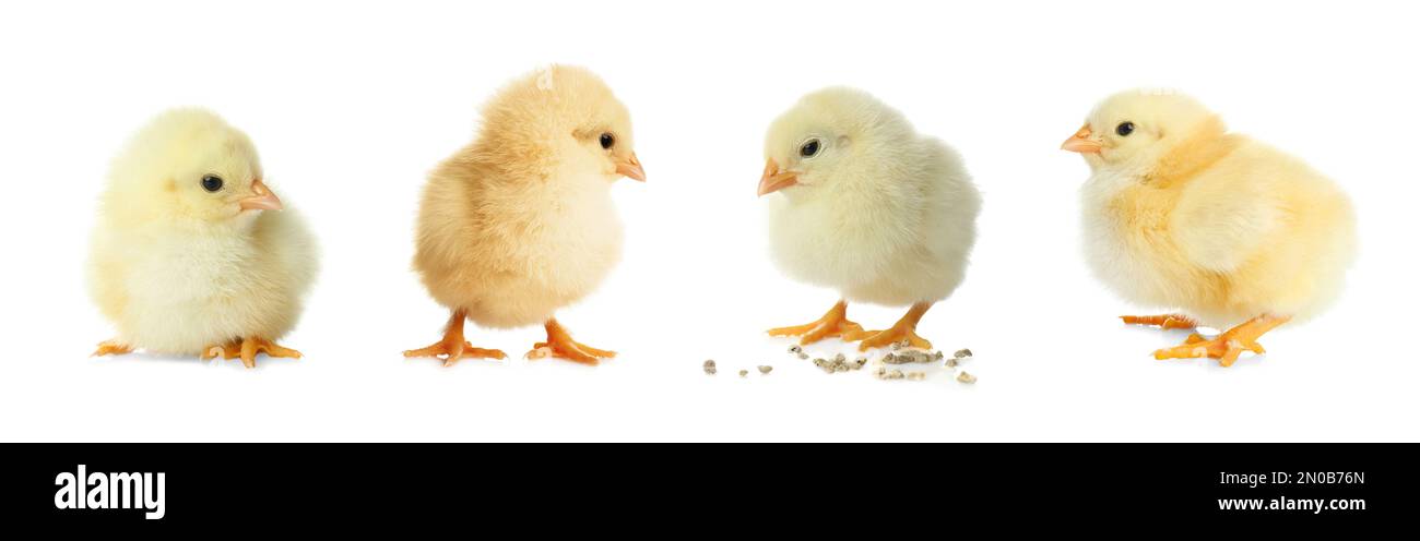 Collage with cute fluffy chickens on white background, banner design. Farm animals Stock Photo ...