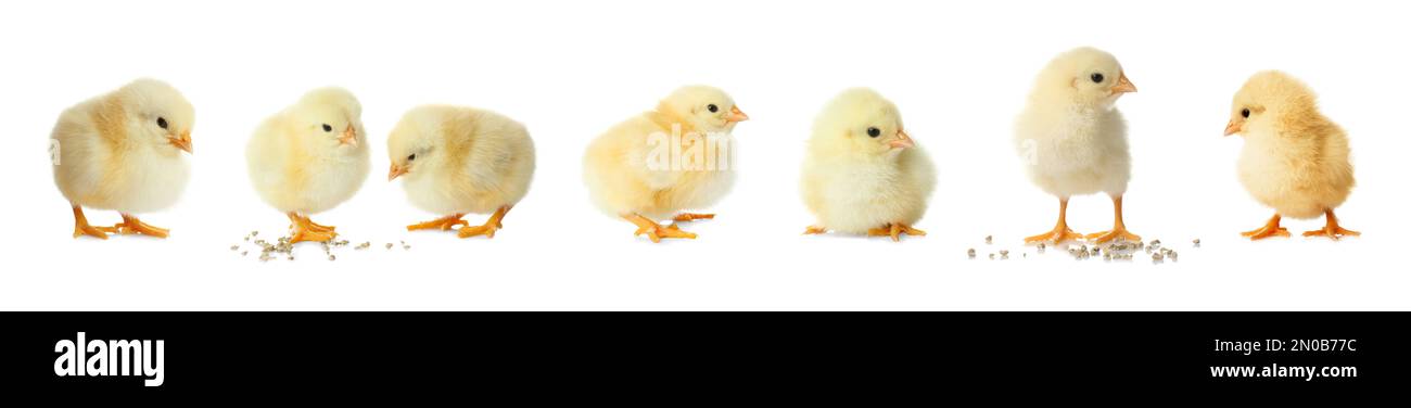Collage with cute fluffy chickens on white background, banner design ...