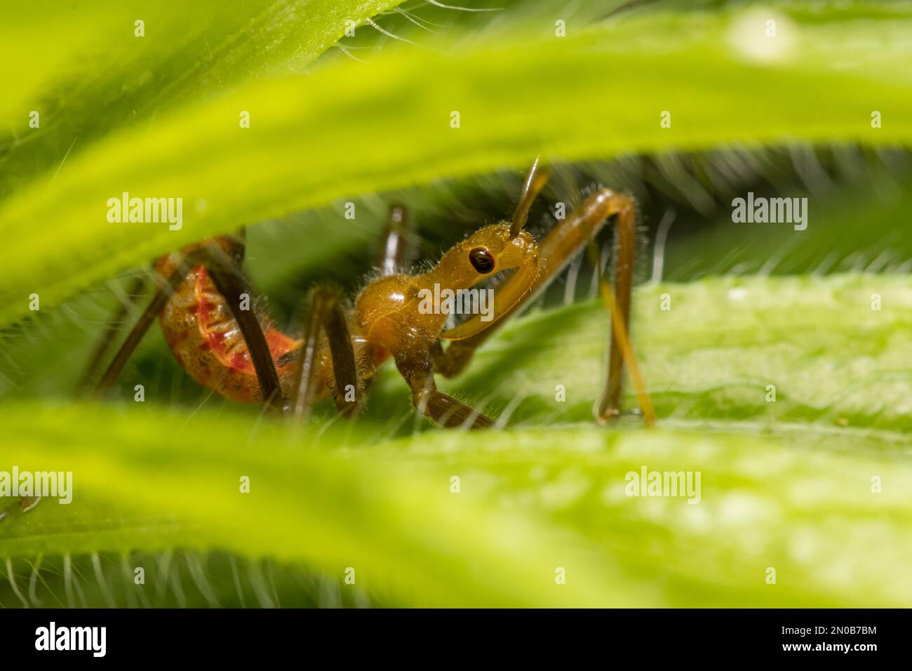 Garden insects hi-res stock photography and images - Alamy