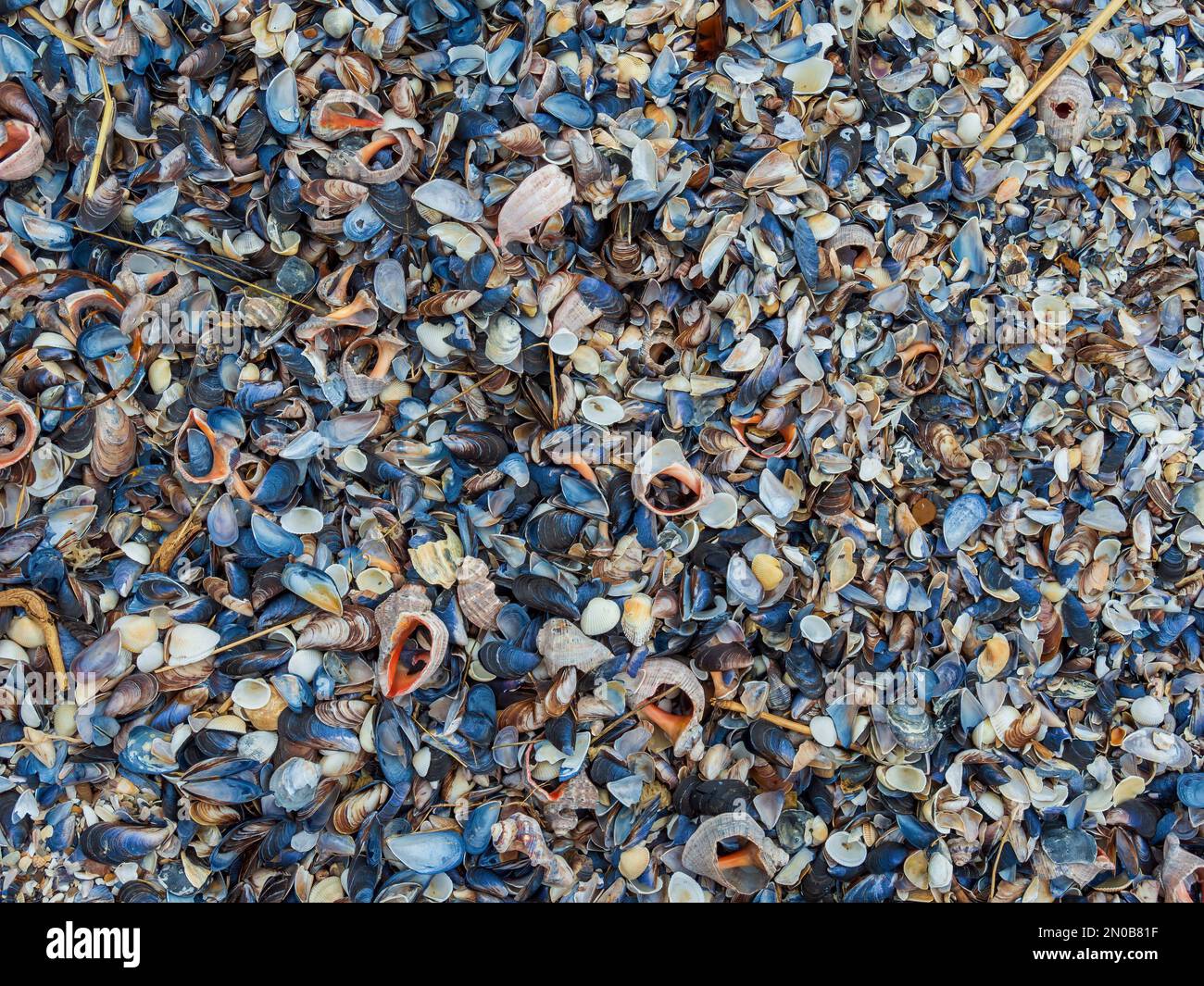 Colorful shells and mussels background. Natural seashore background ...