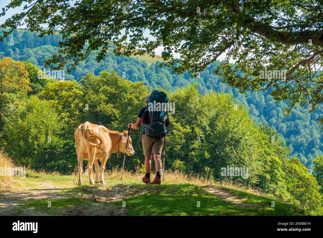 Girl hiker and a cow walk together on the mountain trail. Funny hiking ...