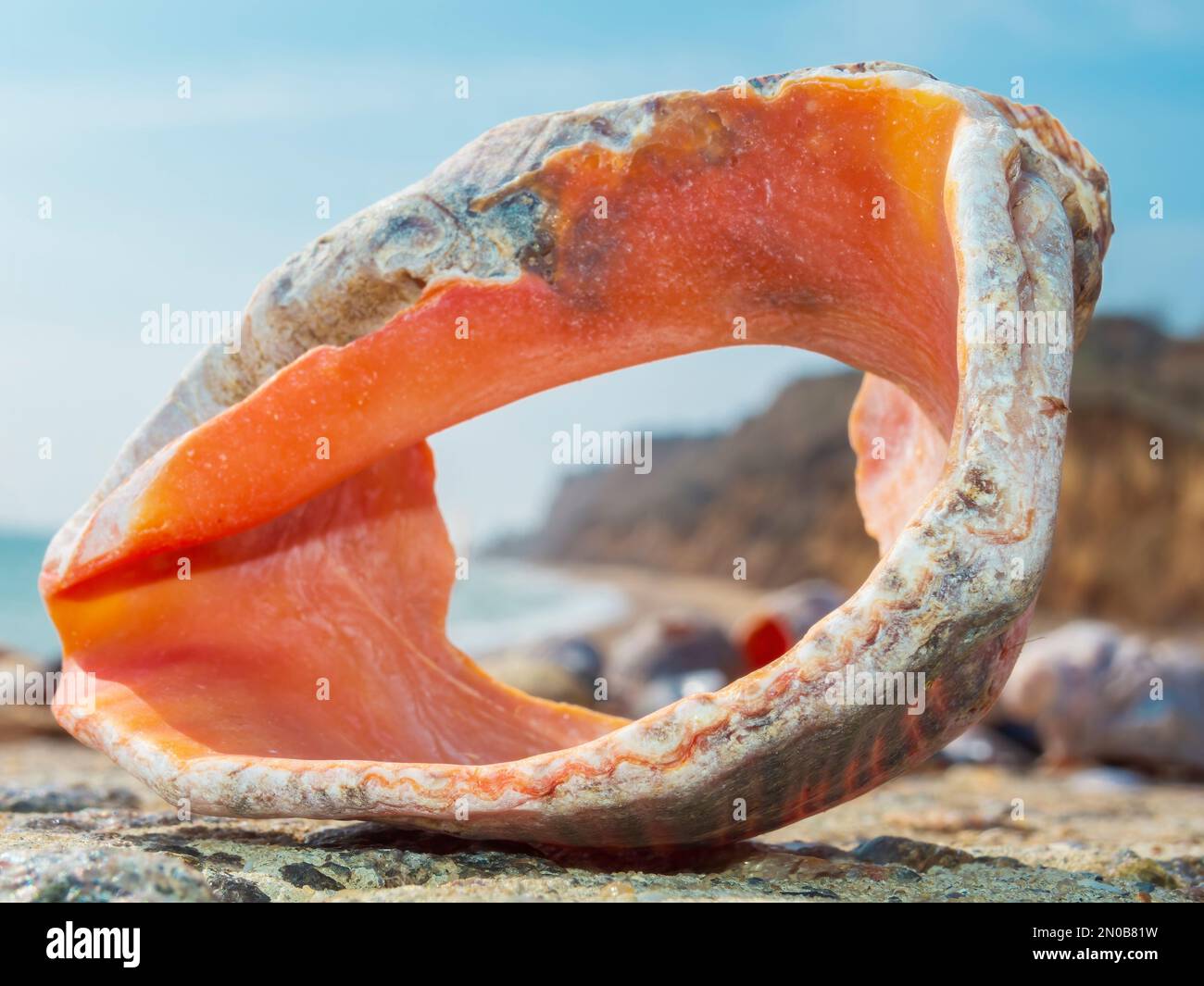 Big seashell on the sea shore. Symbol of summer and seaside vacation ...