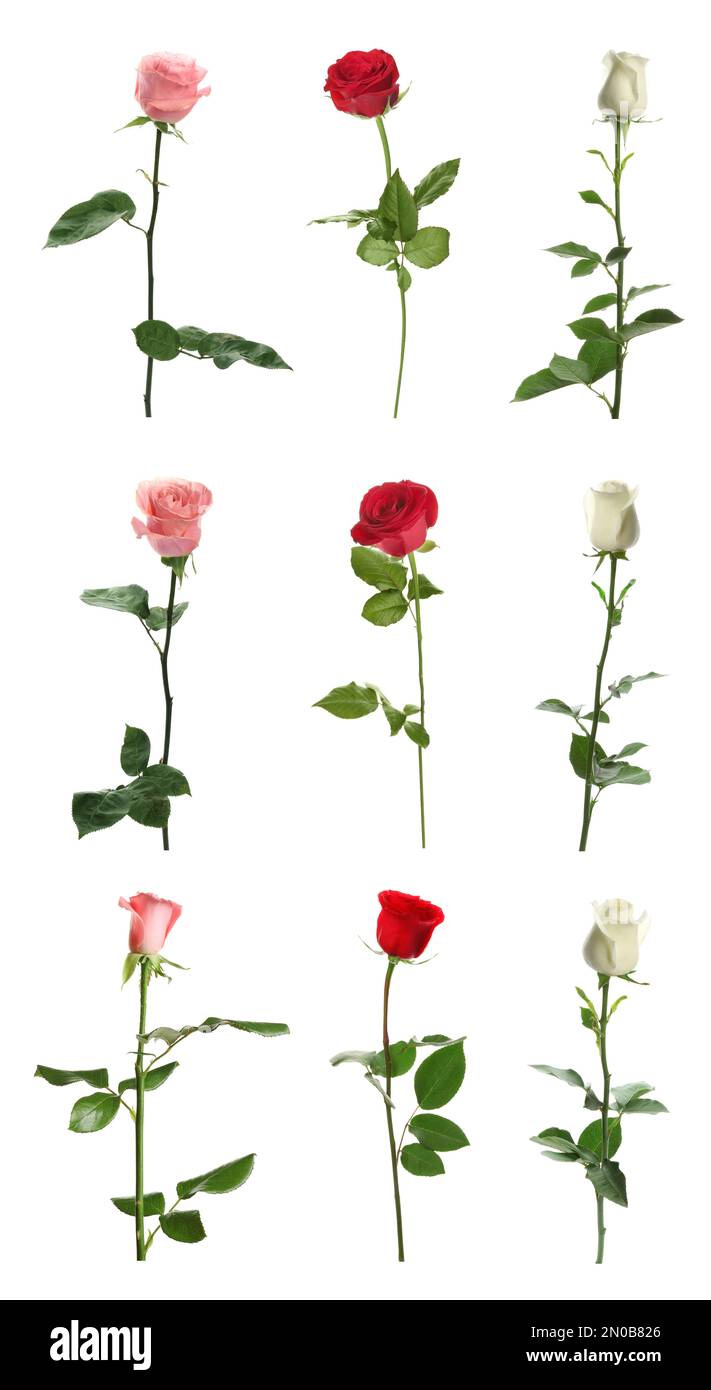 Set of different roses on white background Stock Photo - Alamy
