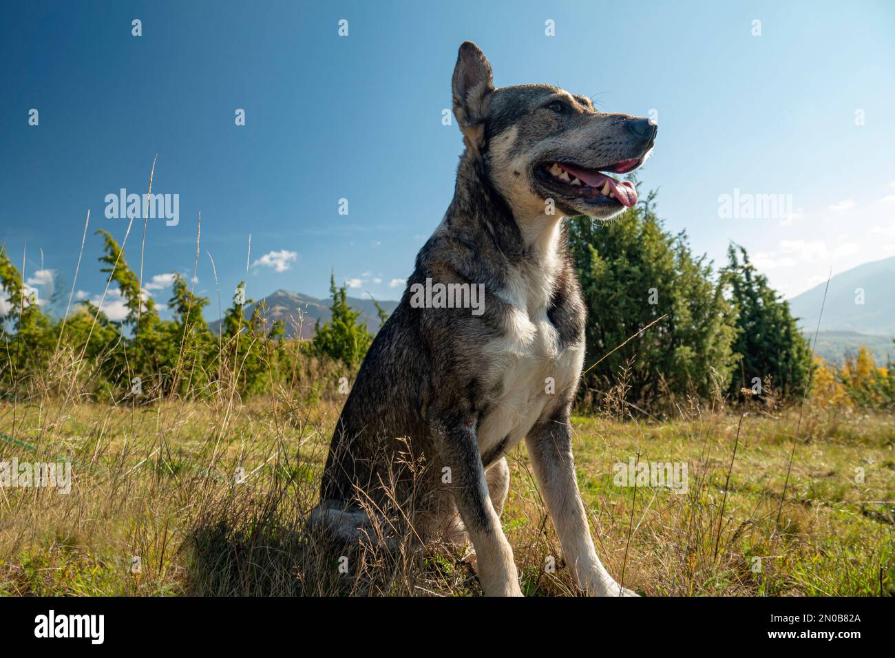 Funny smiling dog on the outdoor walk Stock Photo - Alamy