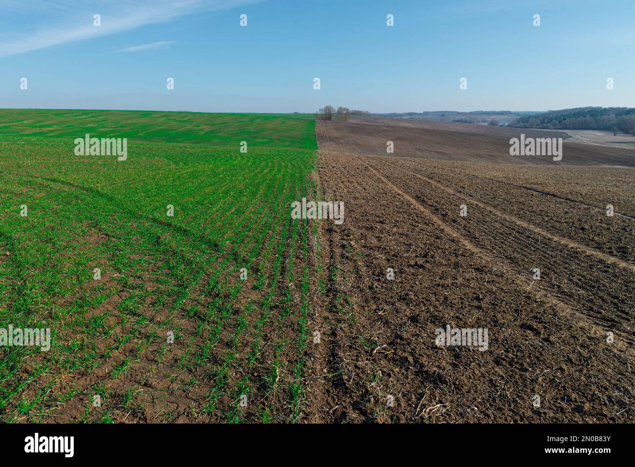 Cultivated farm field divided in half. One half with young green wheat ...