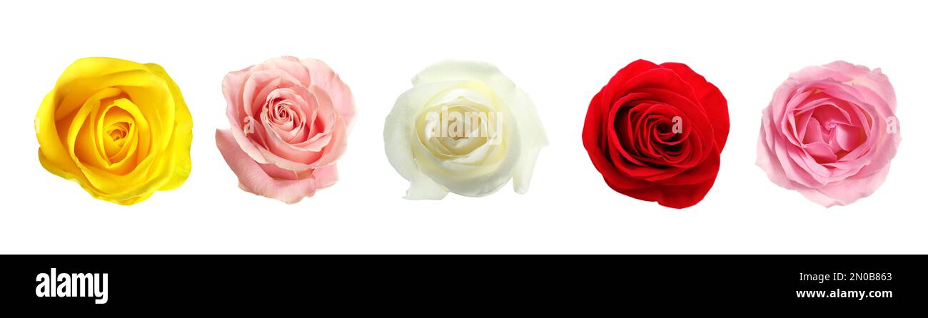 Set of different roses on white background. Banner design Stock Photo ...